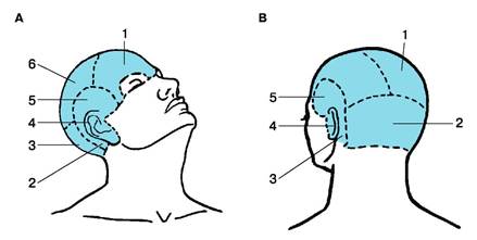 Слои лобно-теменно-затылочной области. Топографическая анатомия и ...